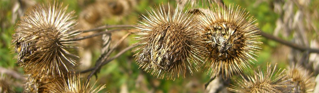 inventions-inspired-by-nature - Enhance Innovations Blog